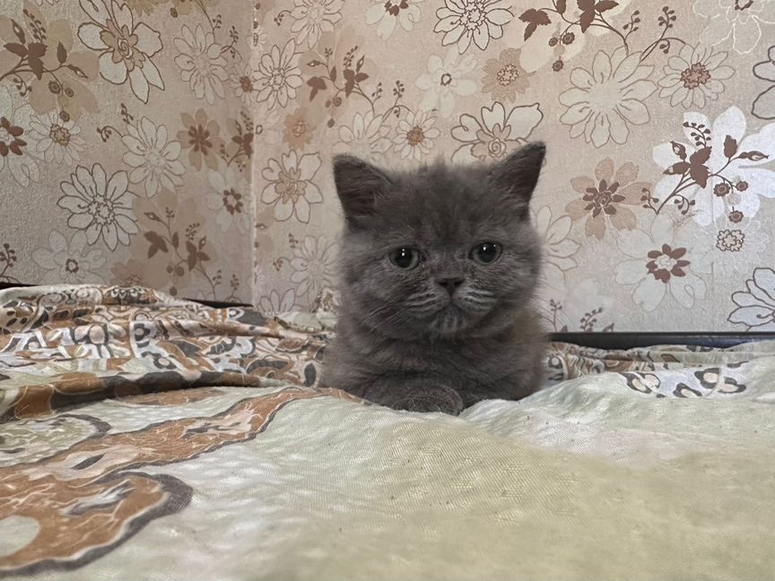 Шотландская кошка