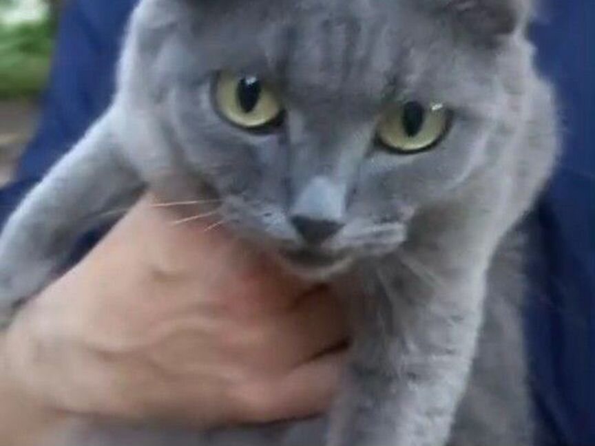 Вислоухая кошка в добрые руки