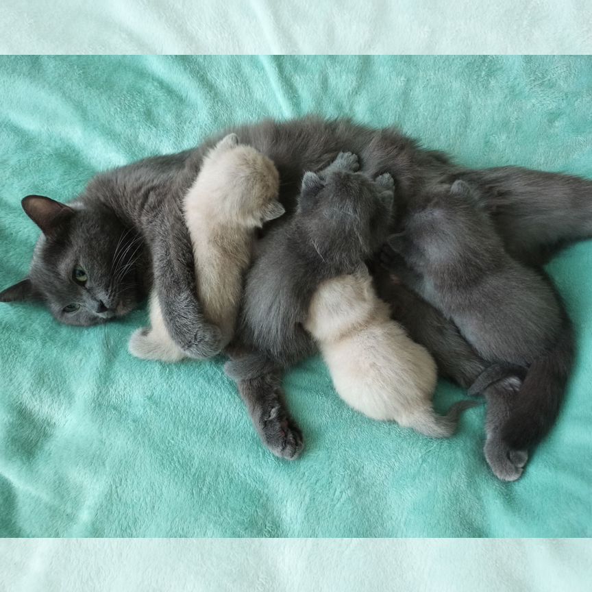Британские котята