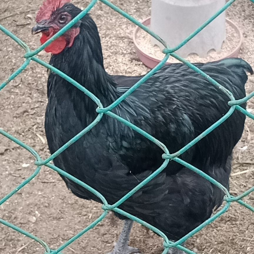 Продам птицу