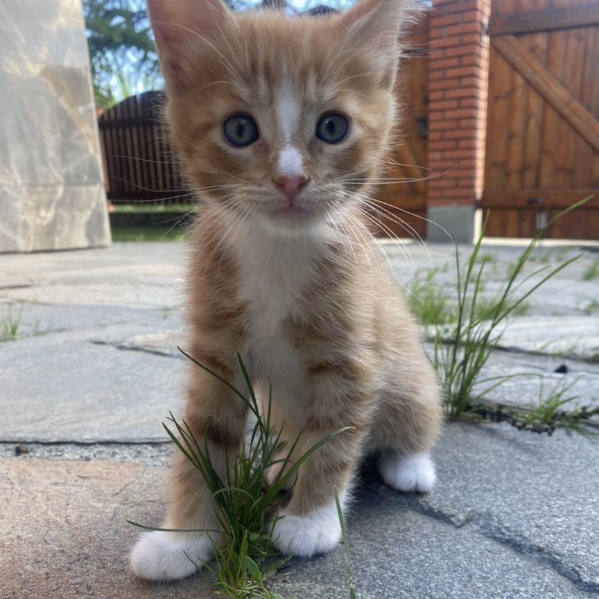 Котёнок в добрые руки
