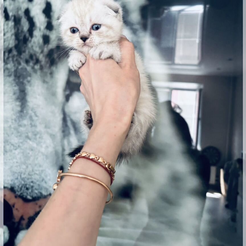 Шотландский вислоухий короткошёрстный котёнок
