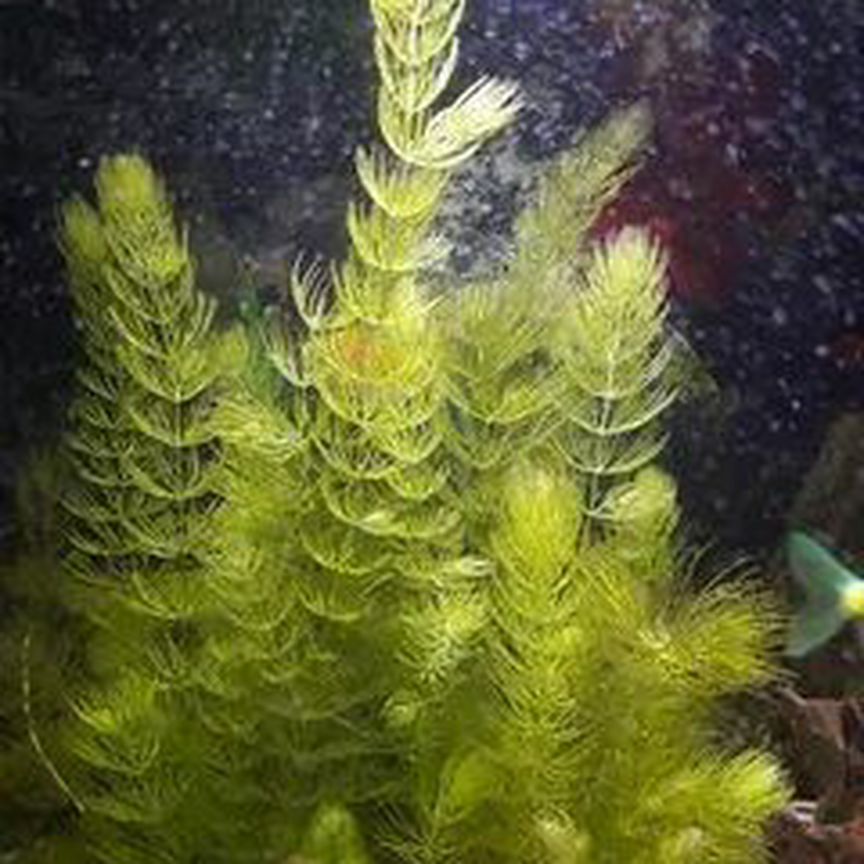 Роголистник для аквариума