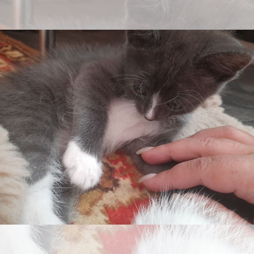 Котёнок в добрые руки