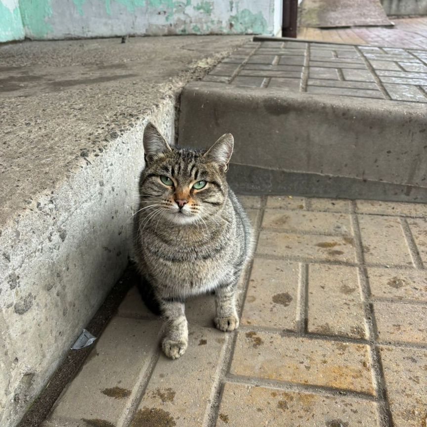 Кошечка