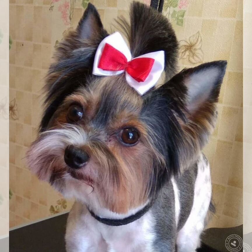 Щенок от частного владельца