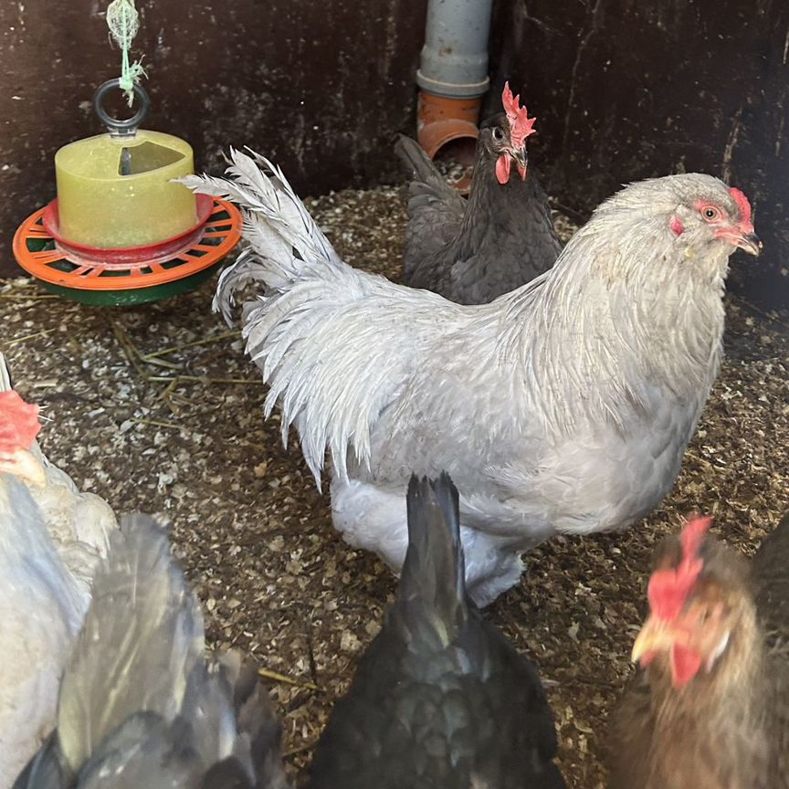 Петух Амераукана лаванда