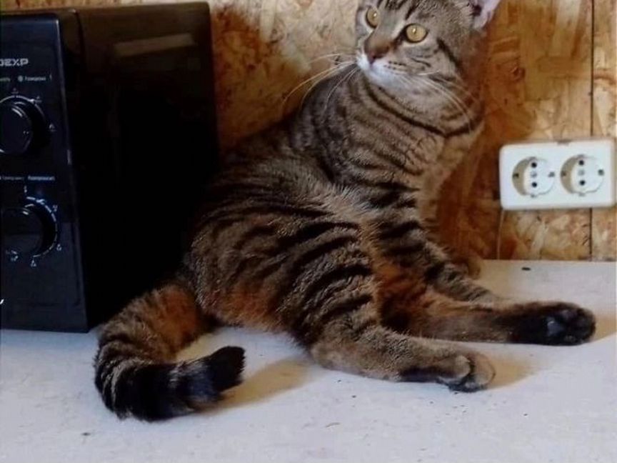 Котик Трофим в хорошую семью бесплатно