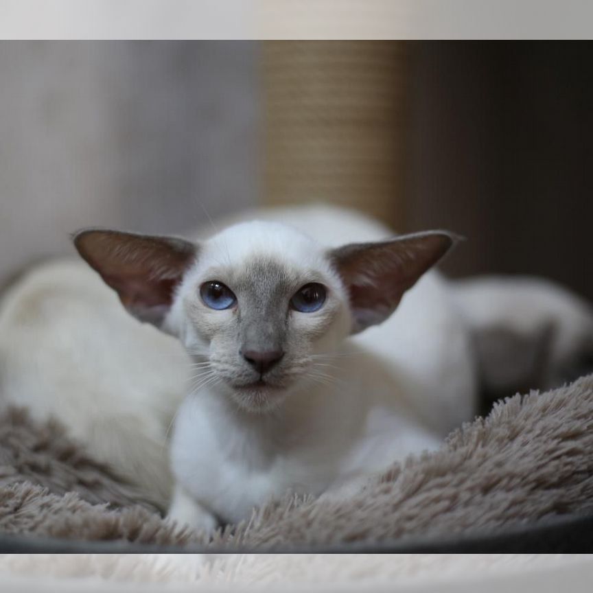 Ориентальный котёнок