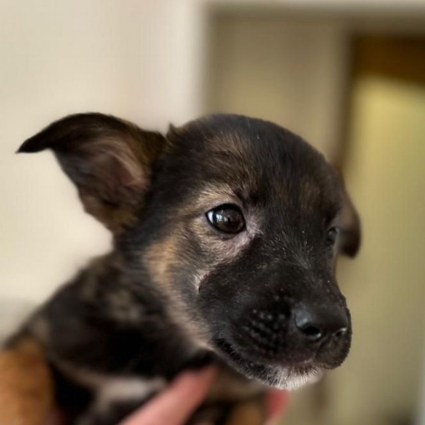 Обоятельная малышка щенок