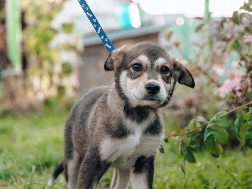 Щенок в добрые руки