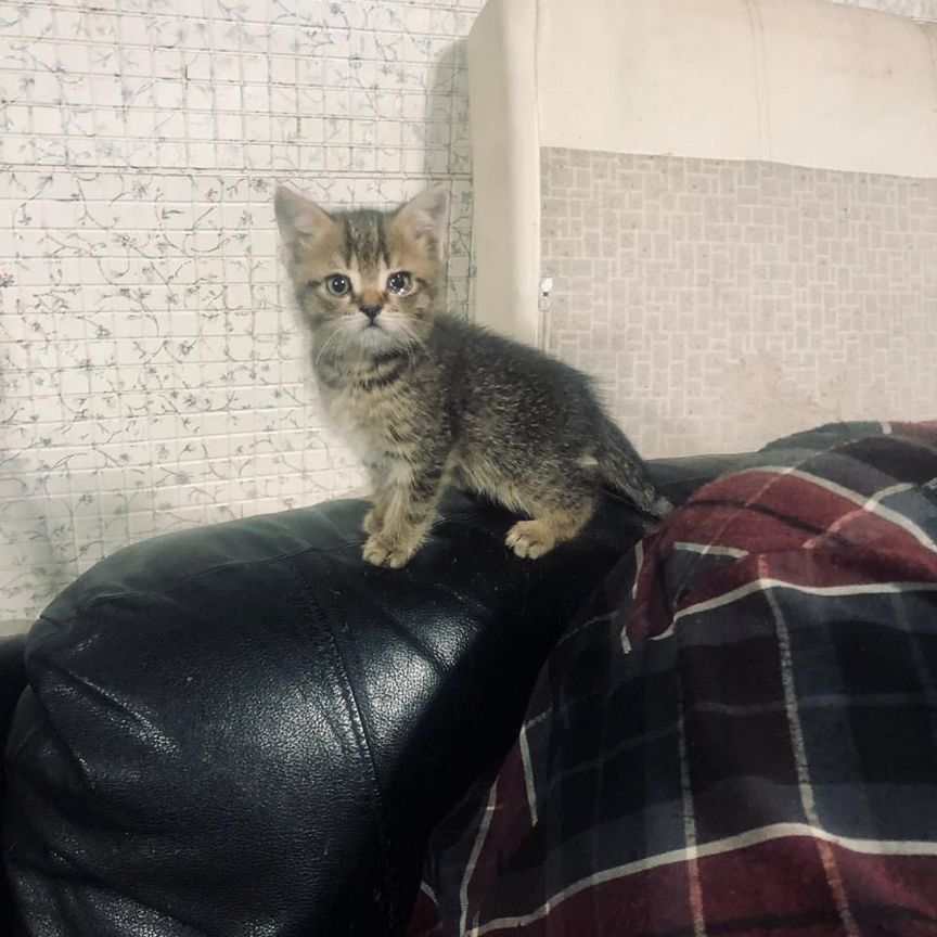 Отдам котика в добрые руки