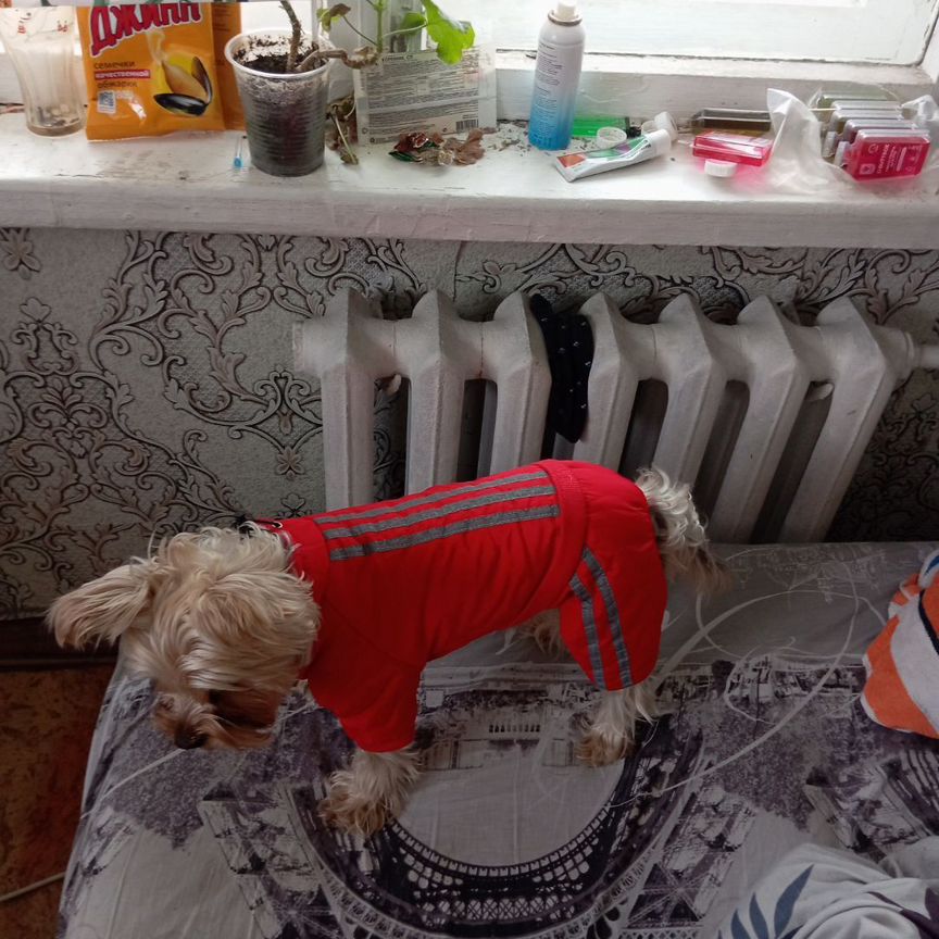 Одежда для собак мелких пород