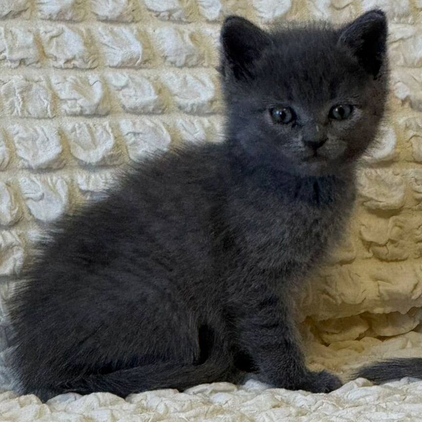 Шотландский вислоухий короткошёрстный котёнок