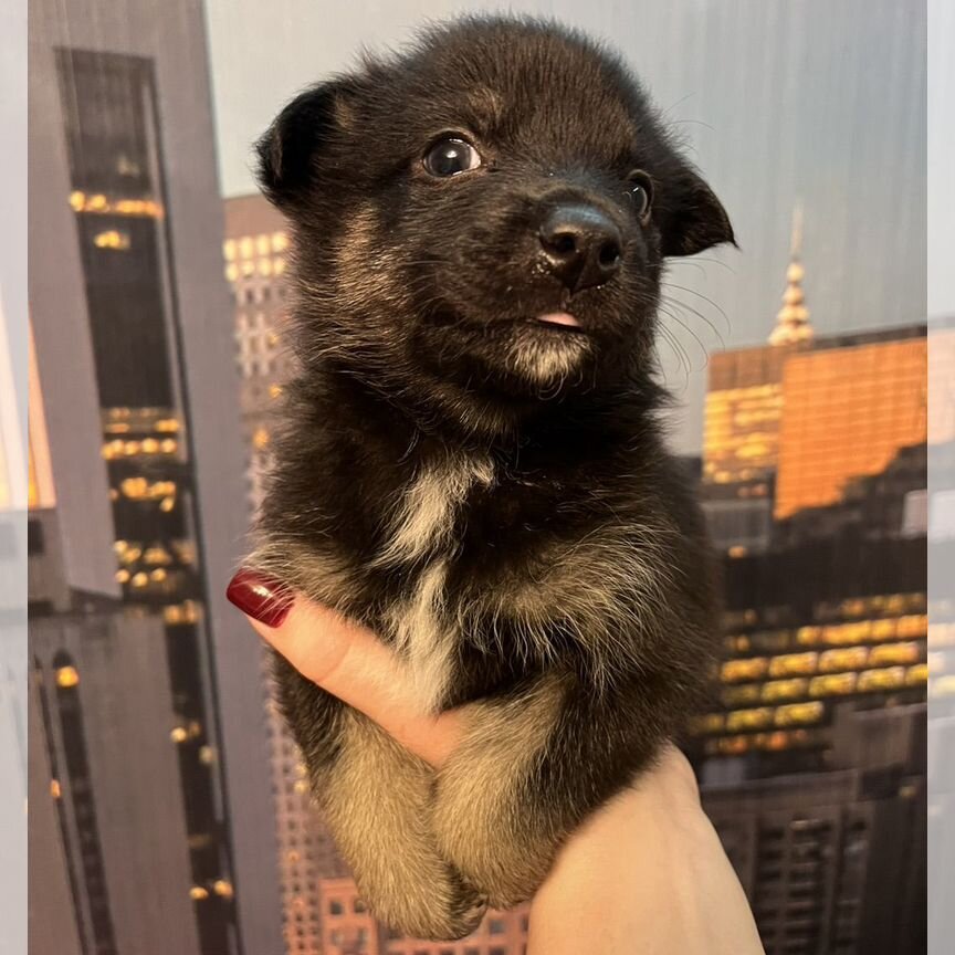 Щенок в добрые руки