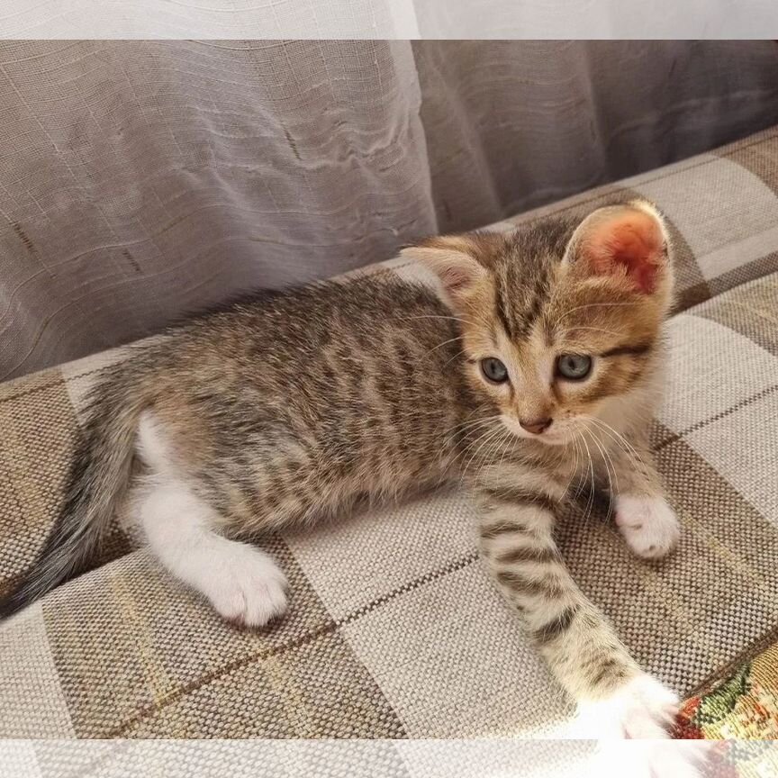 Котёнок в добрые руки