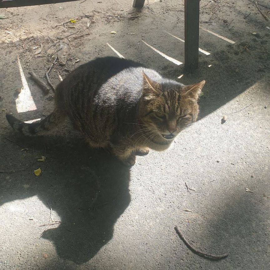 Домашняя кошка