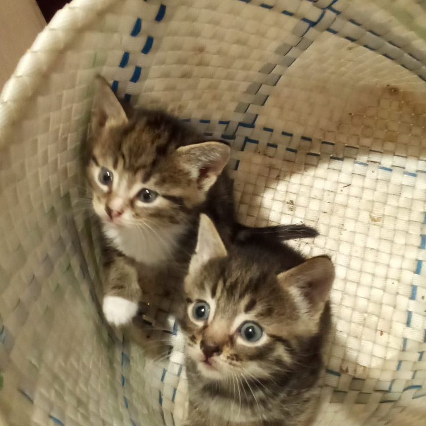 Мы милашки, резвые котяшки