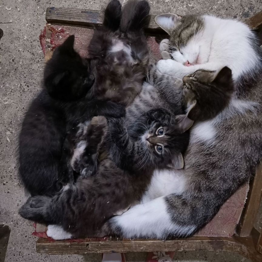 Котята