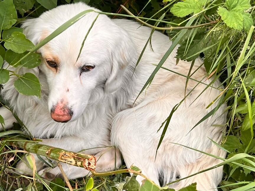 Нашли собаку
