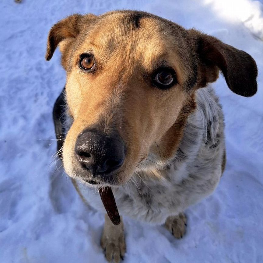 Взрослый пёс в добрые руки