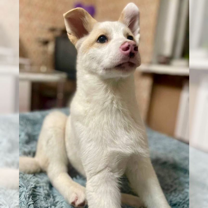 Щенок в добрые руки