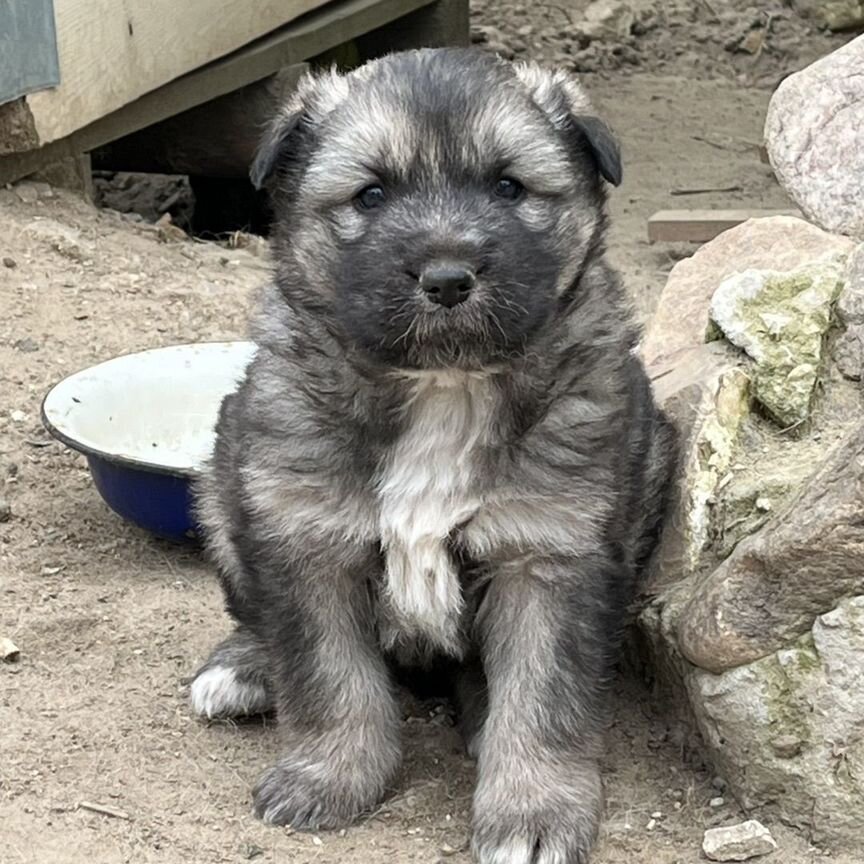 Отдам щенят в добрые руки