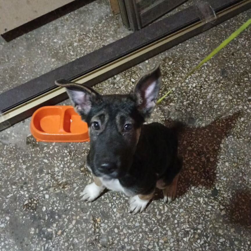 Отдам в добрые руки