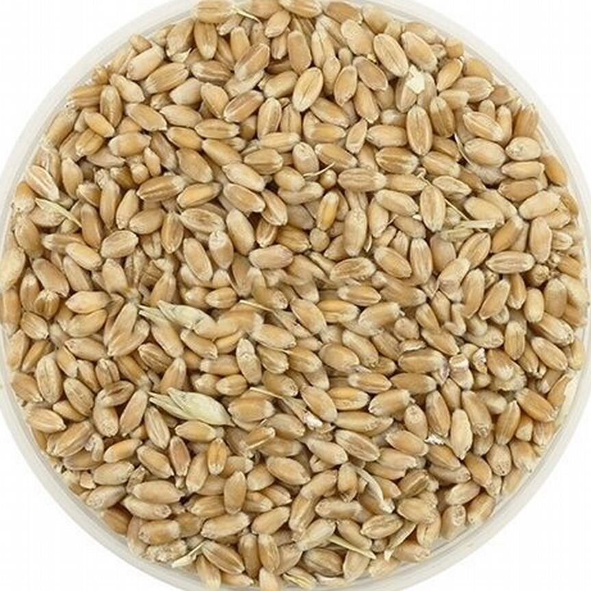 Зерно пшеница в мешках