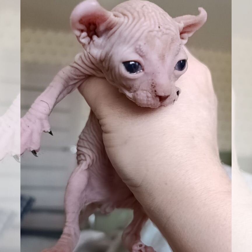 Канадский сфинкс котёнок