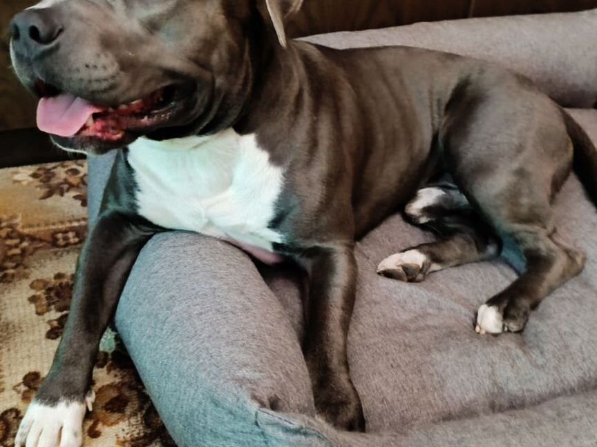 Вязка, американский стаффордширский терьер