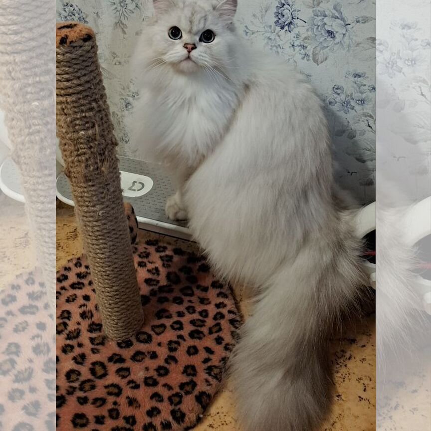Шотландский котик