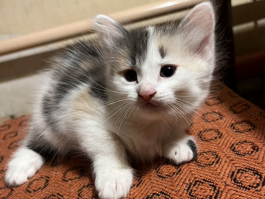 Трехцветная леди котенок