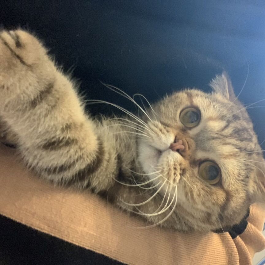 Кот
