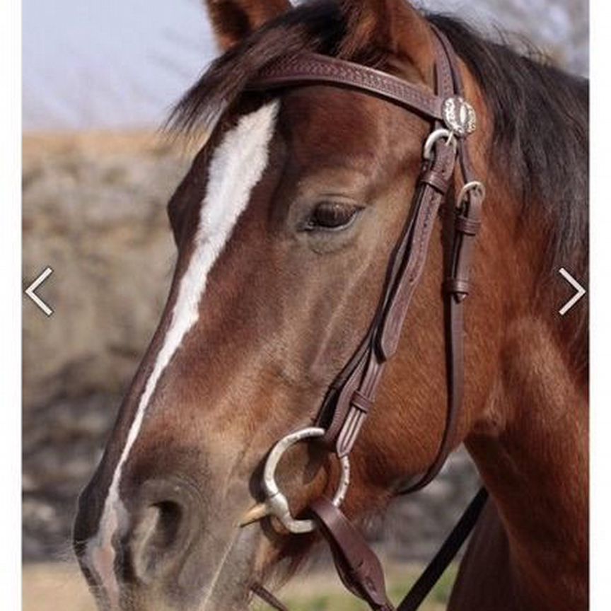 Уздечка для дошади Barefoot