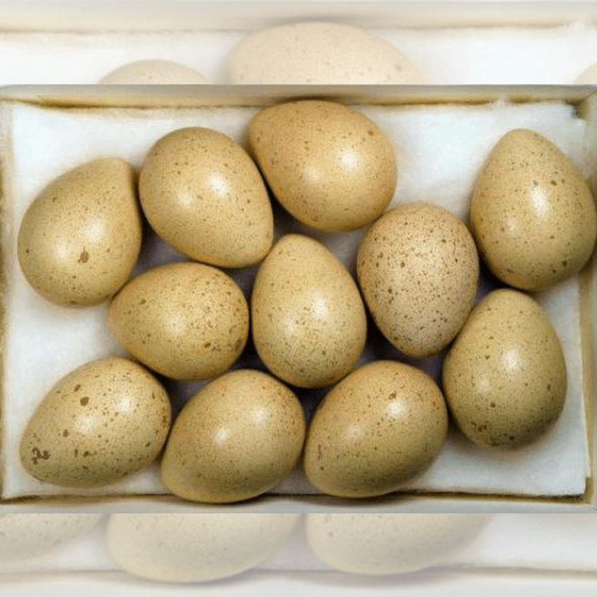 Инкубационное яйцо кеклика