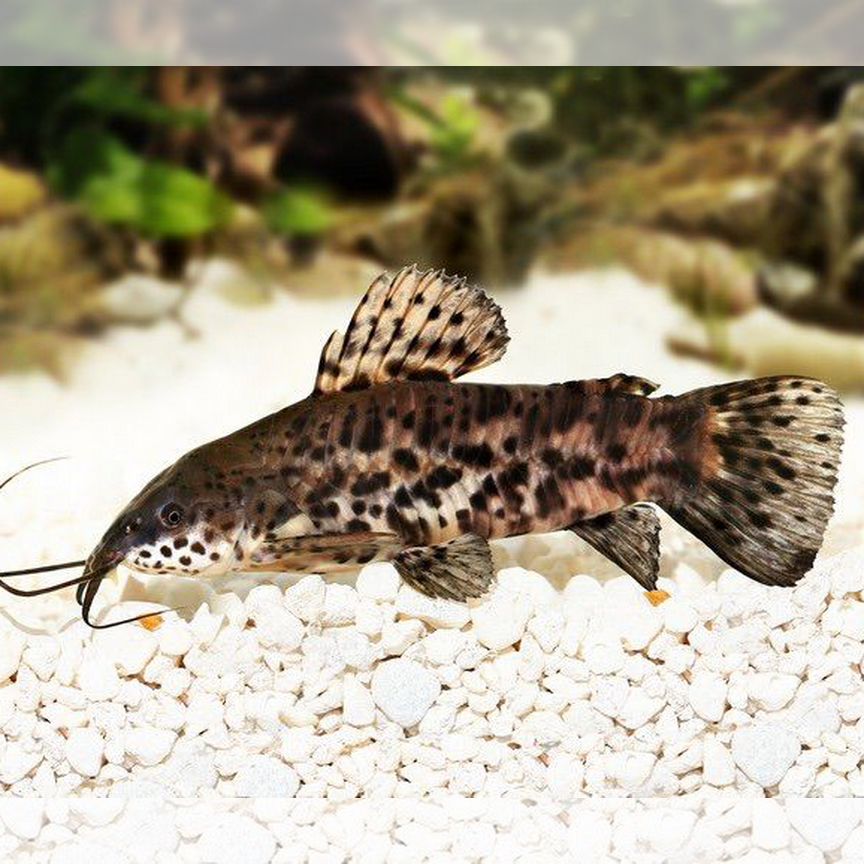 Сомик таракатум