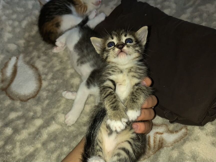 Котяьа 1,5 месяц