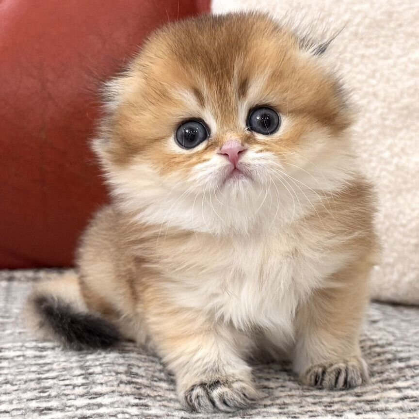 Шотландский вислоухий длинношёрстный котёнок