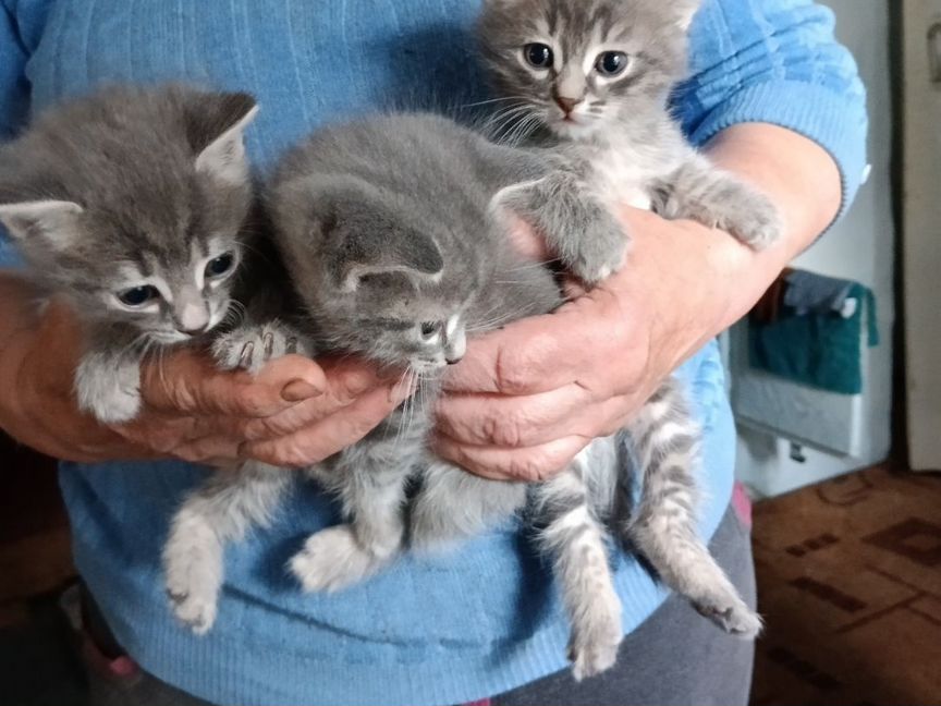 Отдам бесплатно две кошечки и кот