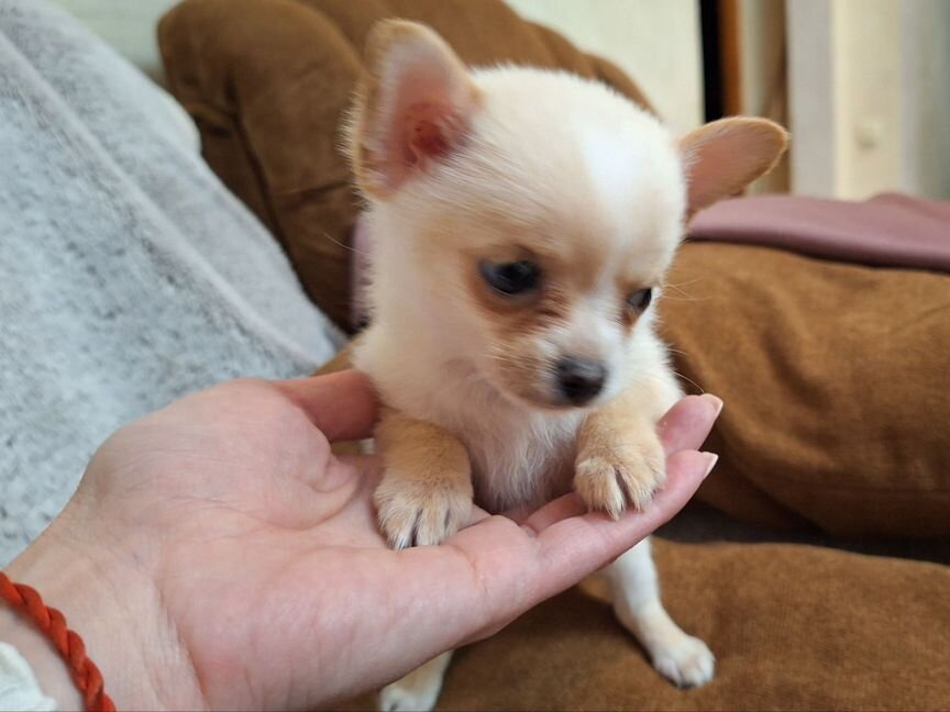 Щенок чихуахуа мини мальчик