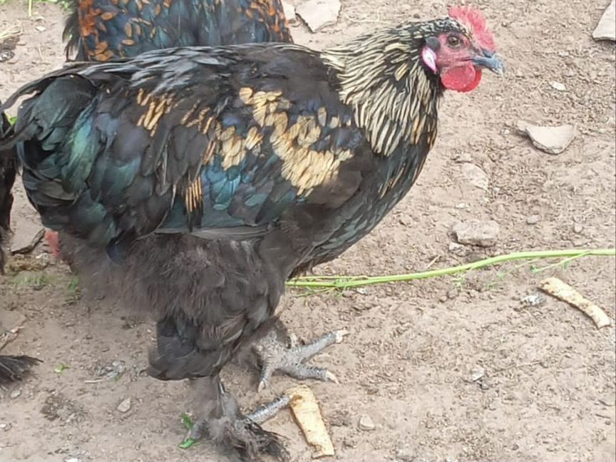 Домашняя птица