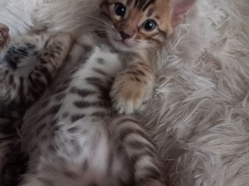 Бенгальские котята