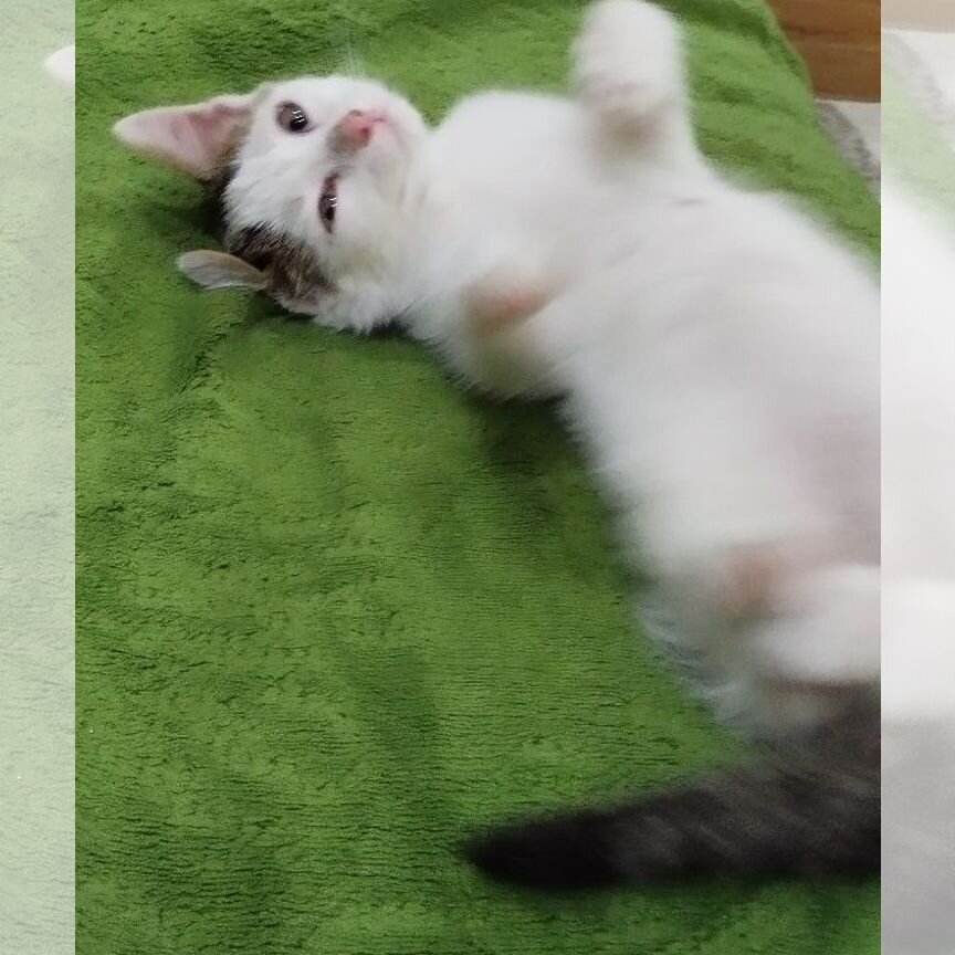 Котёнок в добрые руки