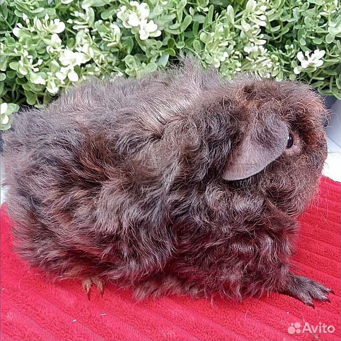 Тексель, кудрявая длинношерстная морская свинка