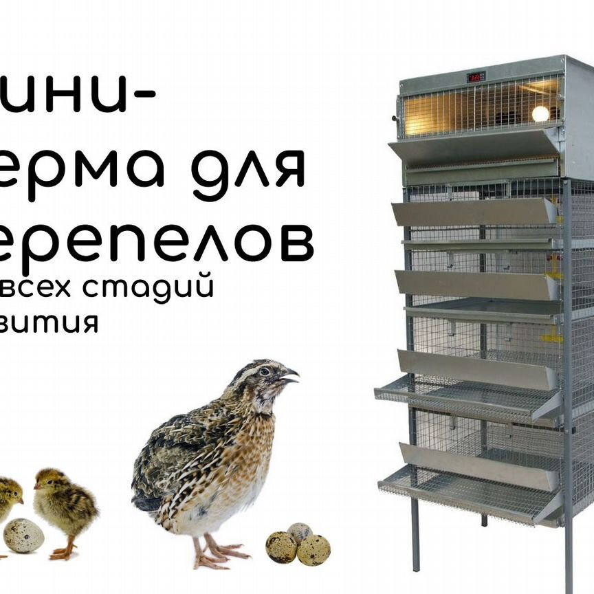 Брудер для перепелов с клетками Воронеж