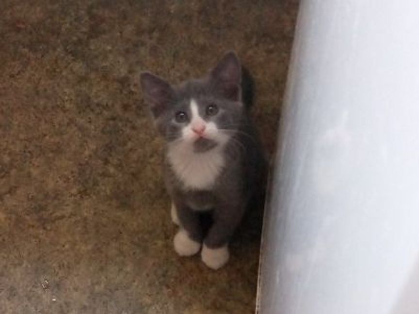 Шотландская кошечка