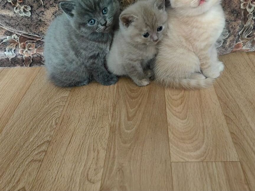 Котята-шотландцы