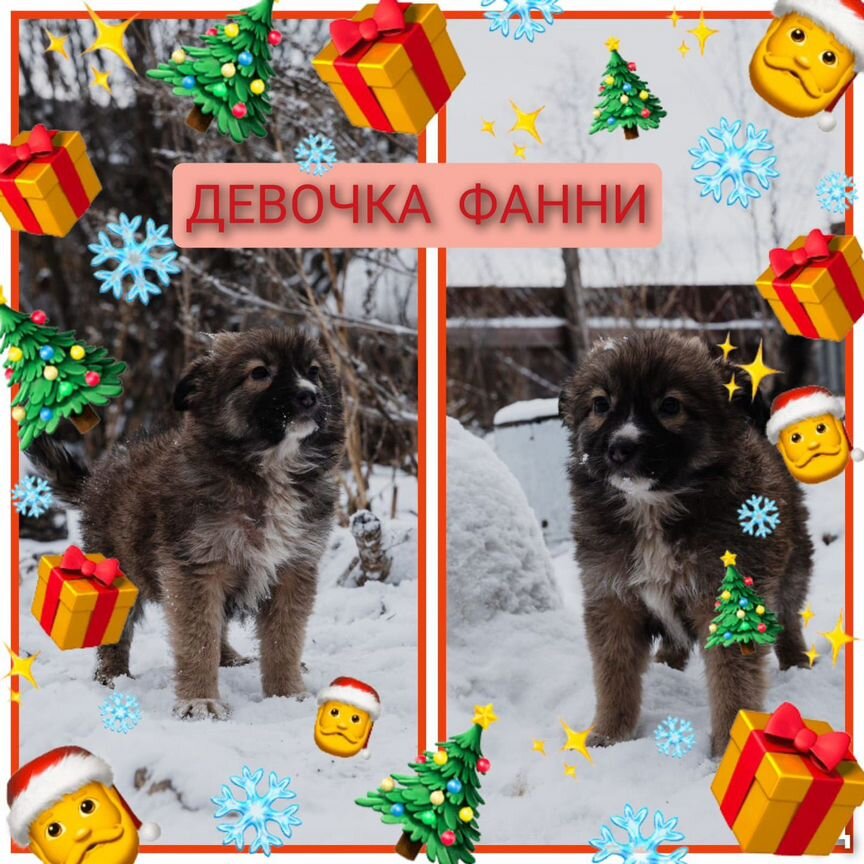 Щенок Фанни (девочка) в добрые руки