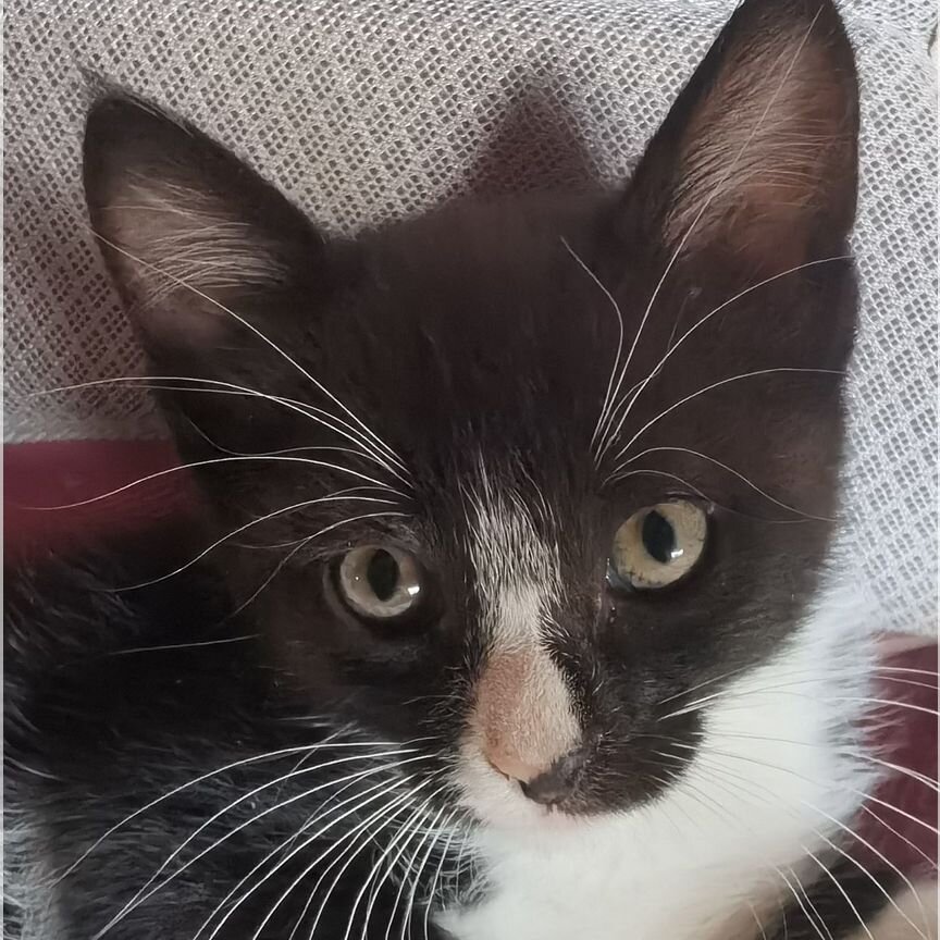 Котёнок в добрые руки